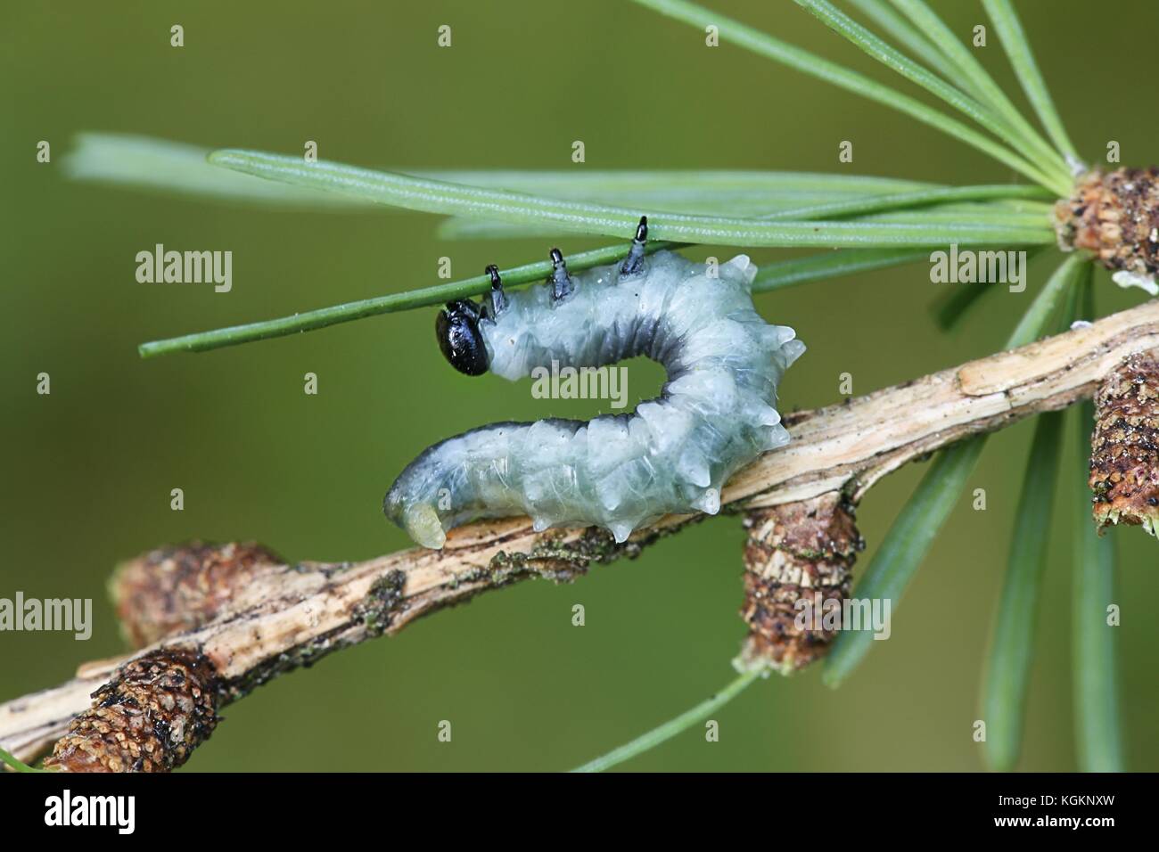 Larch sawfly, Pristiphora erichsonii, major pest of larches Stock Photo ...