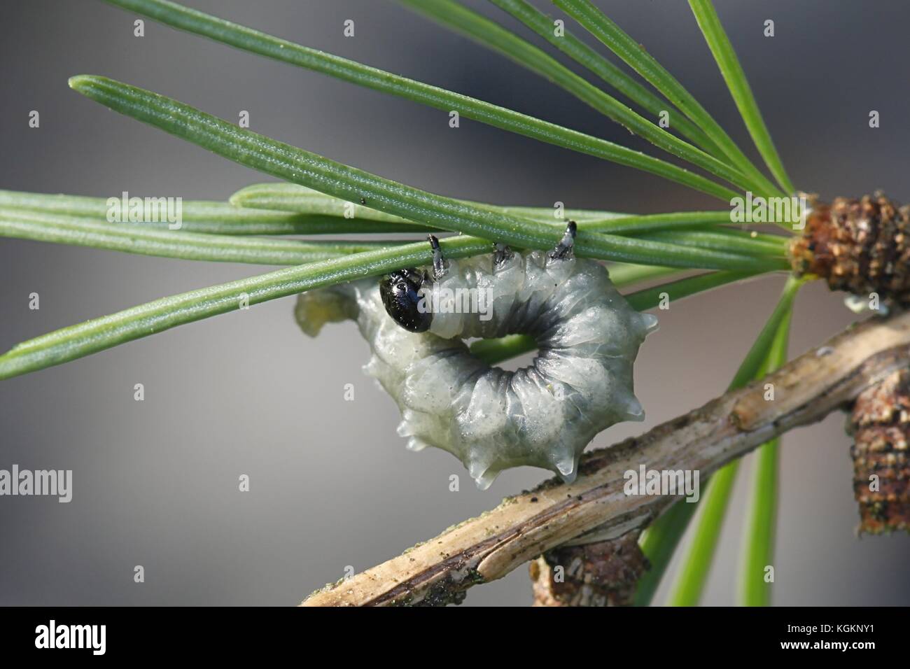 Damaging pest hi-res stock photography and images - Alamy