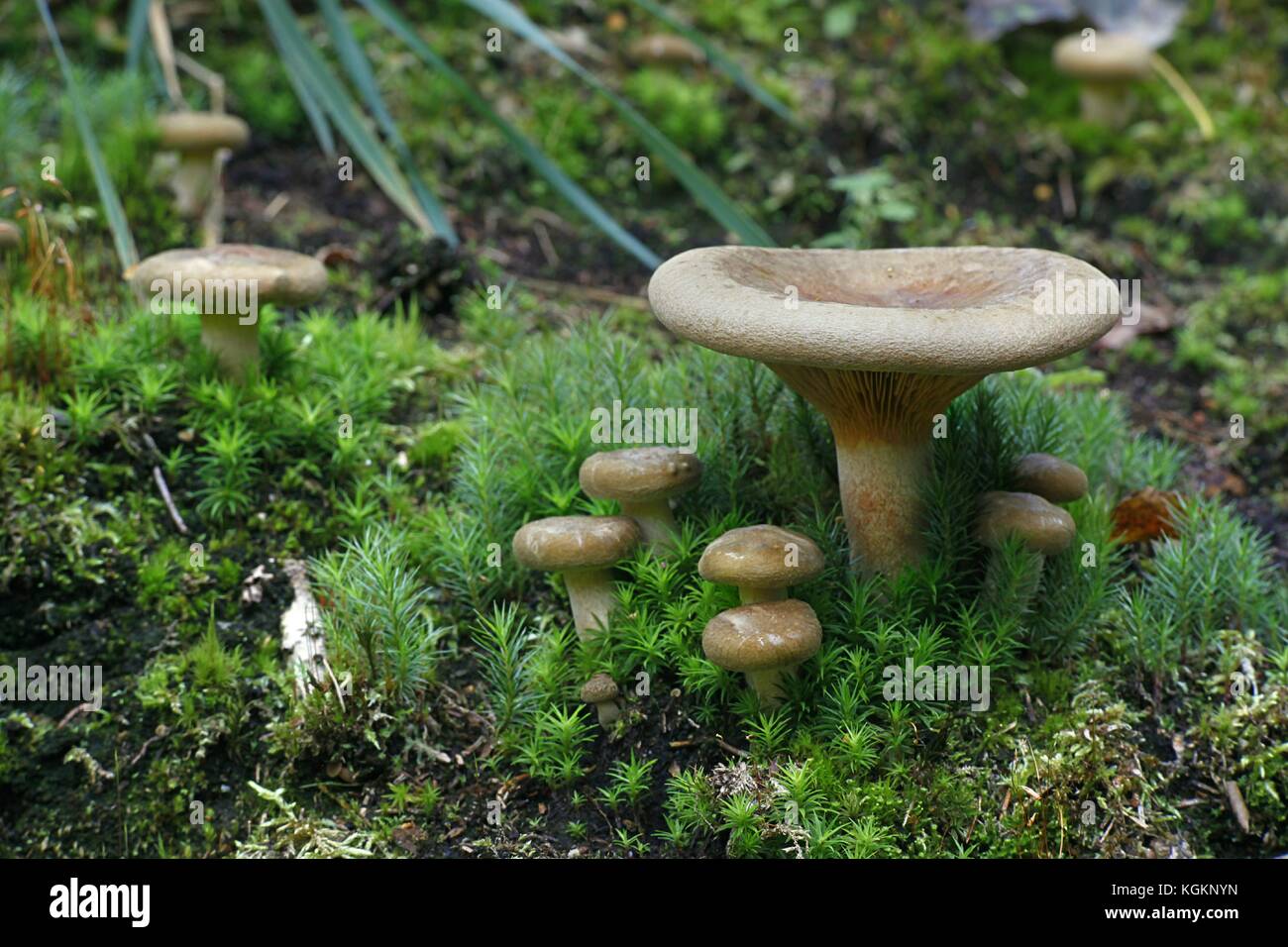 Deadly poisonous Brown roll-rim or poison pax, Paxillus involutus Stock ...
