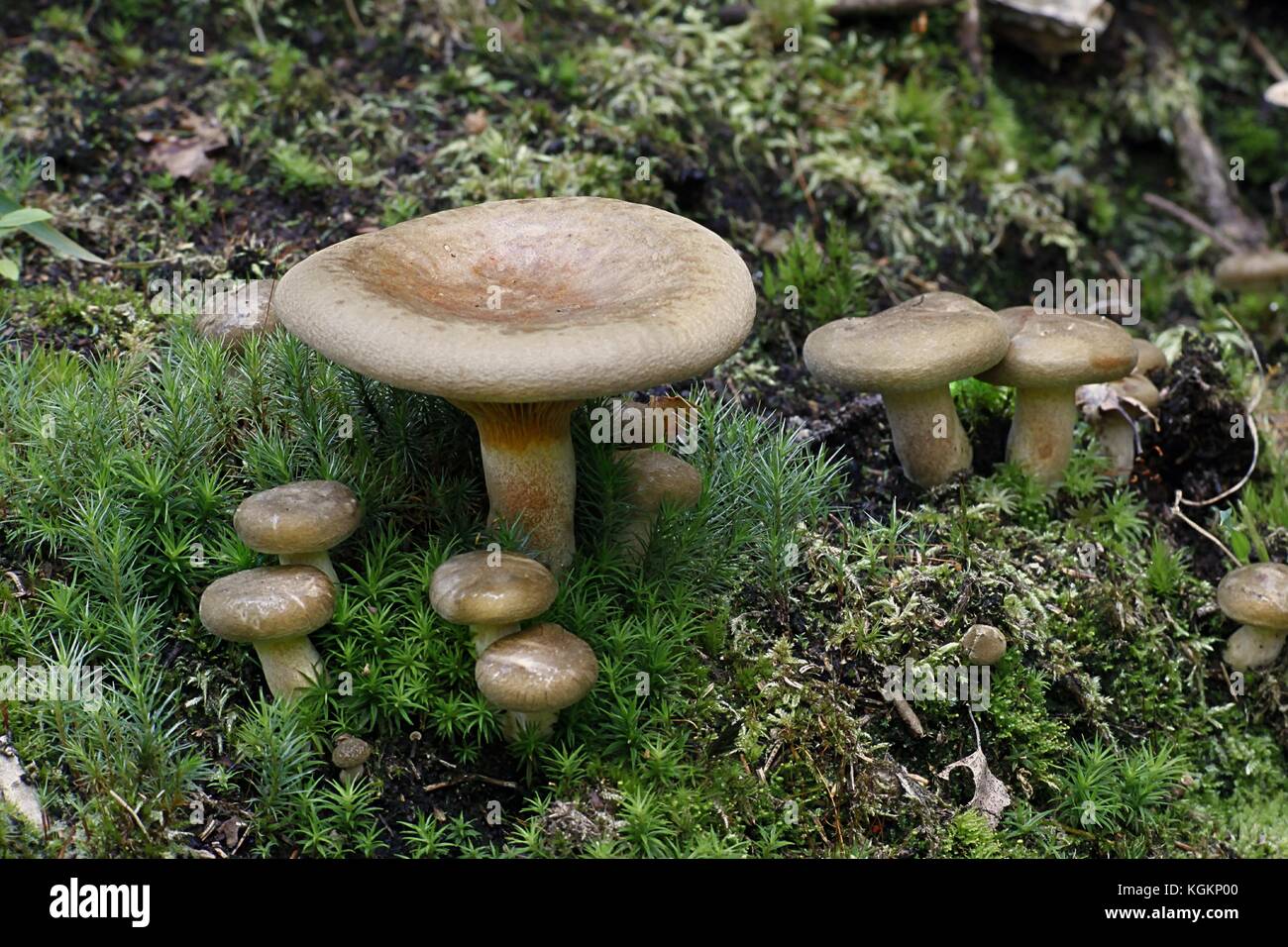 Deadly poisonous Brown roll-rim or poison pax, Paxillus involutus Stock ...