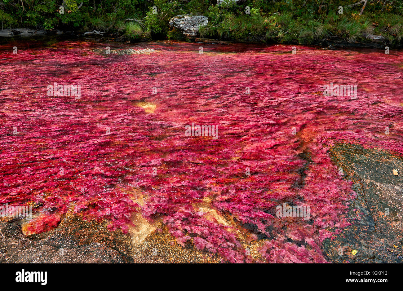 red algae of Cano Cristales called the "River of Five Colors" or the ...