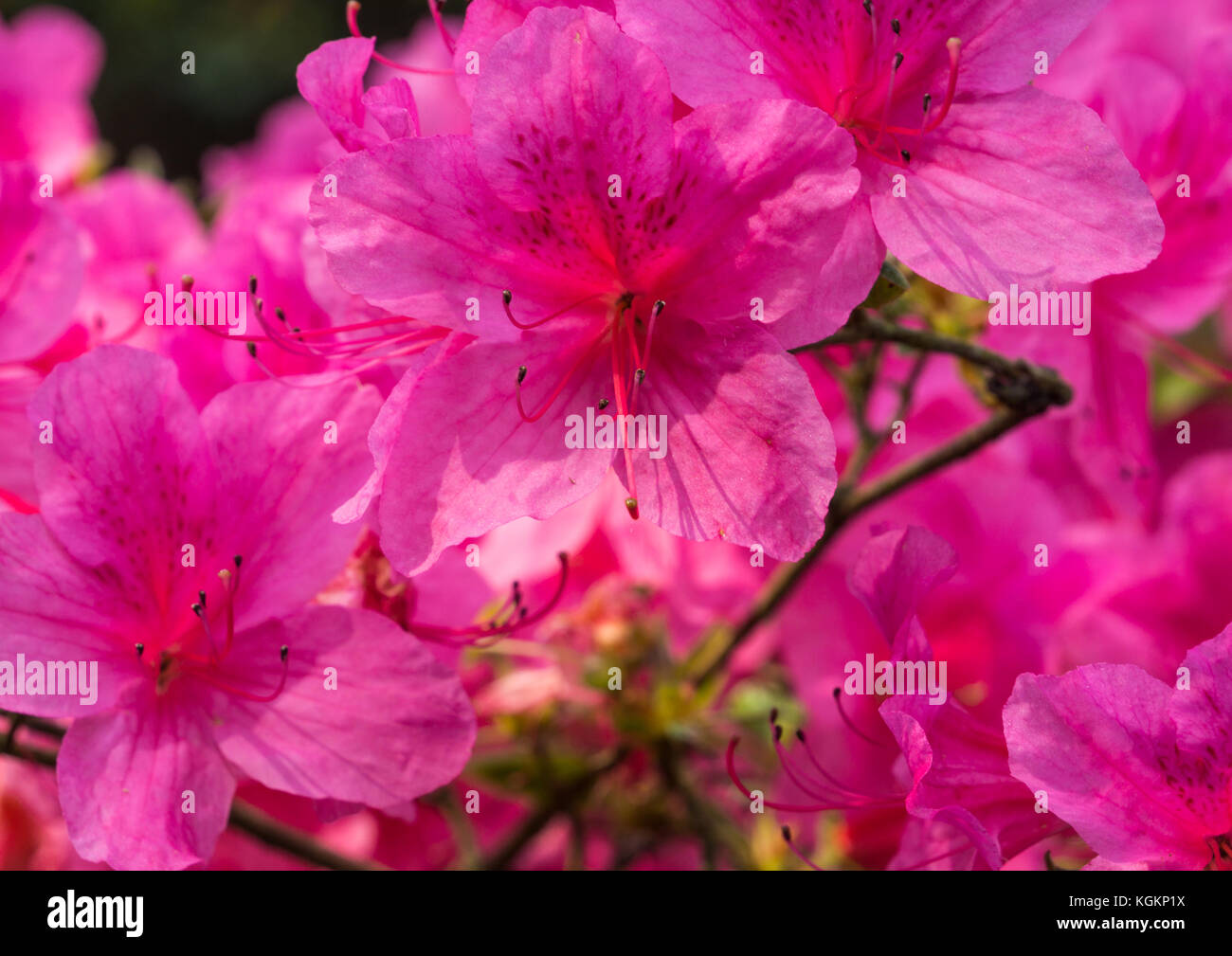 Exbury azalea hi-res stock photography and images - Alamy