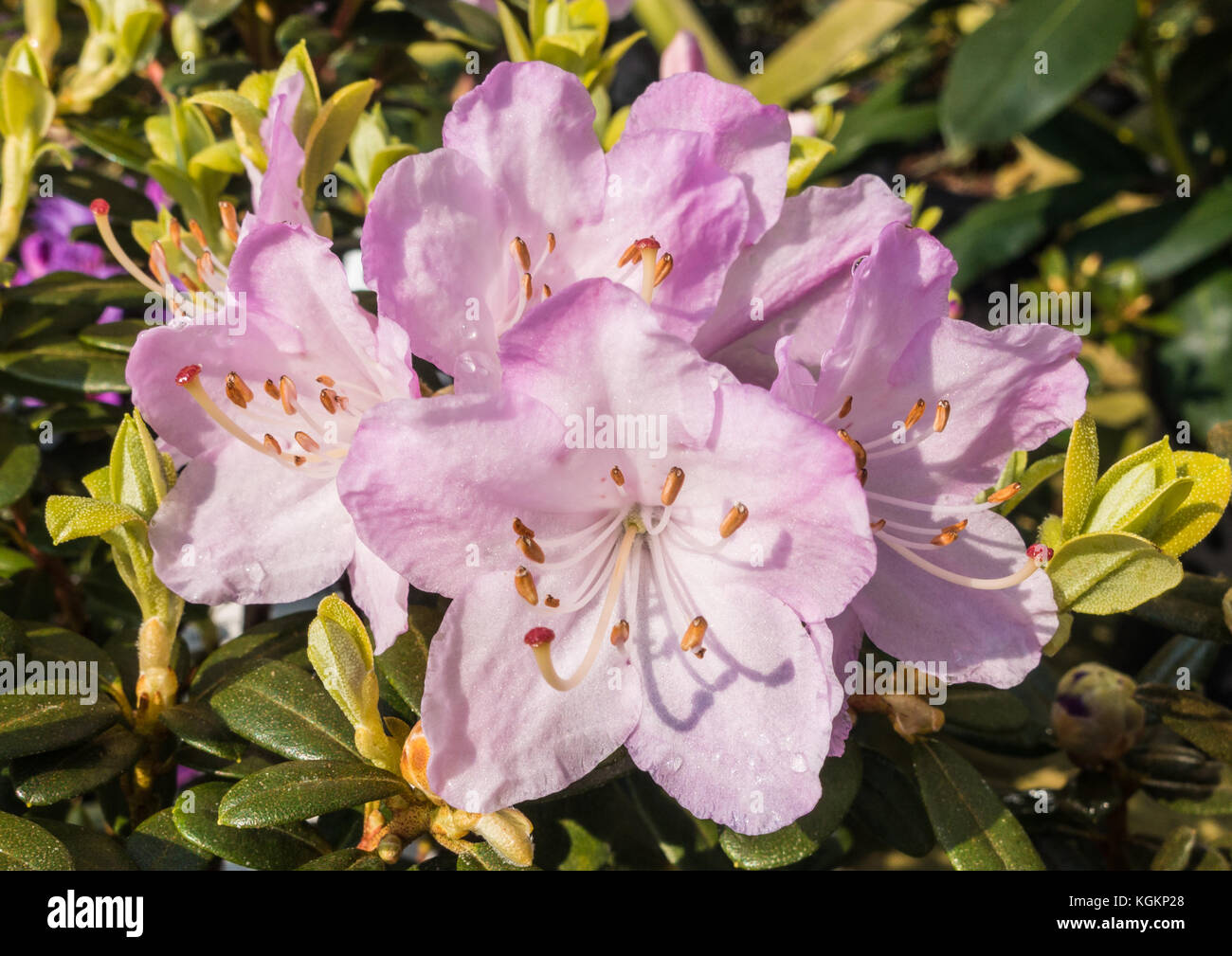 Azalea blooms hi-res stock photography and images - Alamy
