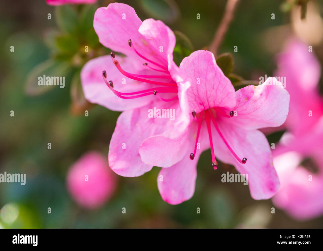 Azalea blooms hi-res stock photography and images - Alamy