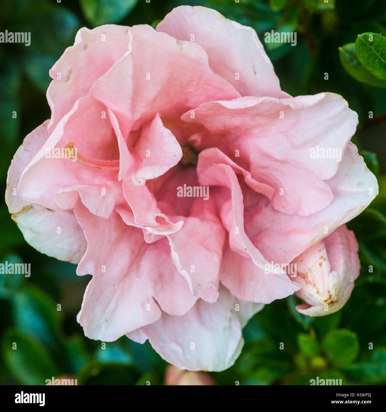 Azalea bush hi-res stock photography and images - Alamy