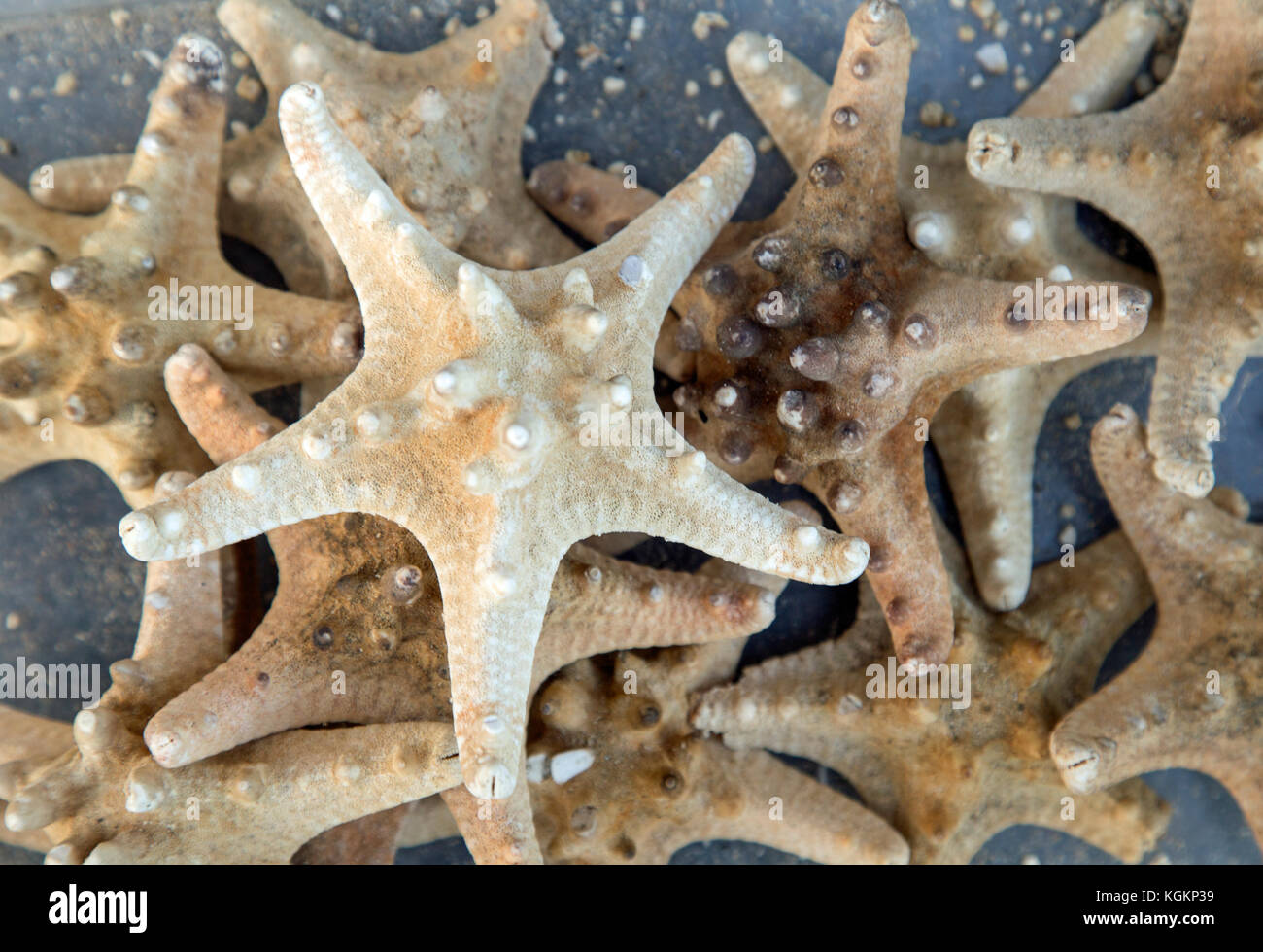 Star shaped shells for sale at Padstow harbour Stock Photo - Alamy