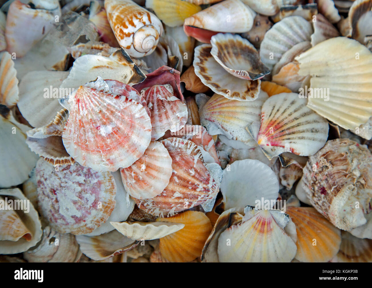 Assorted seashells viewed from above and filling the frame Stock Photo ...