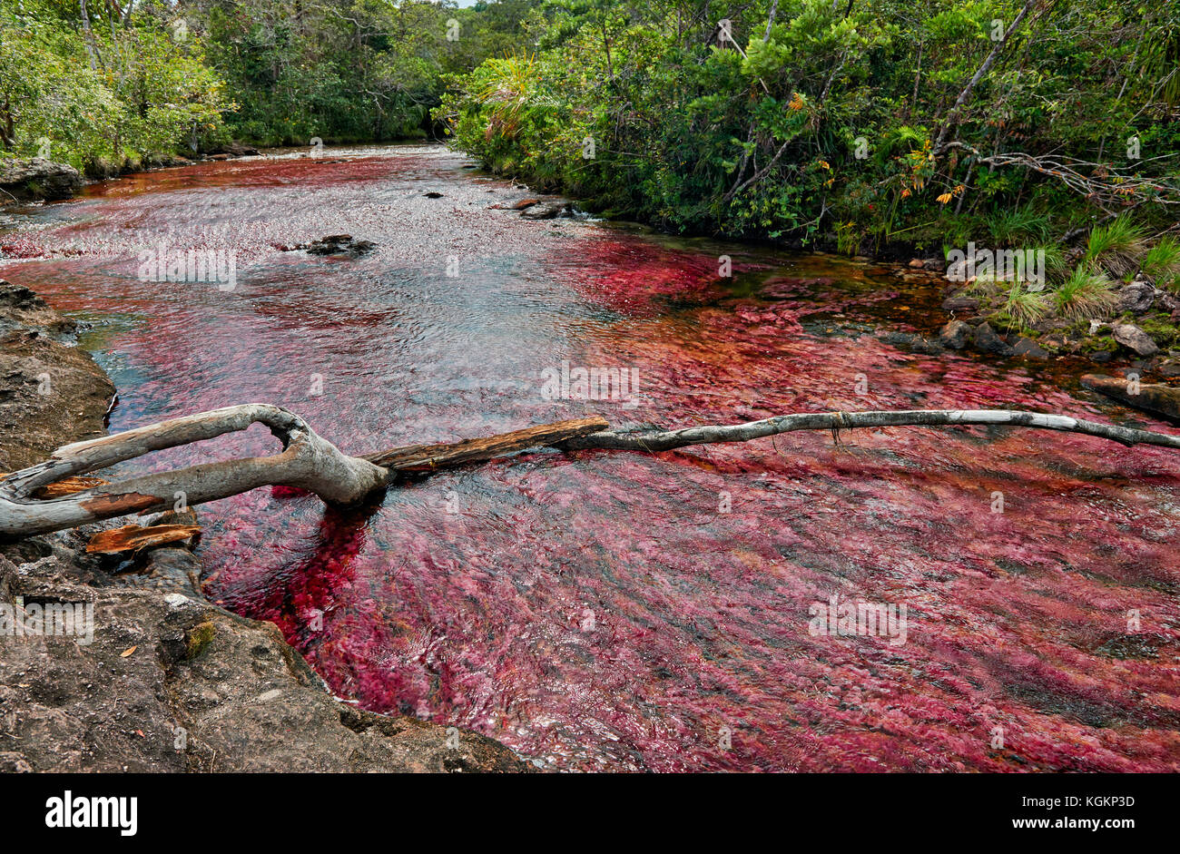 red algae of Cano Cristales called the "River of Five Colors" or the ...