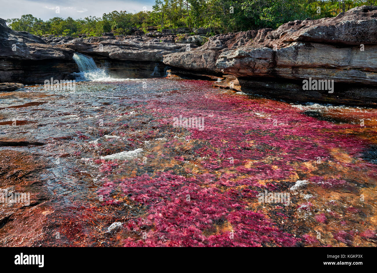 red algae of Cano Cristales called the "River of Five Colors" or the ...