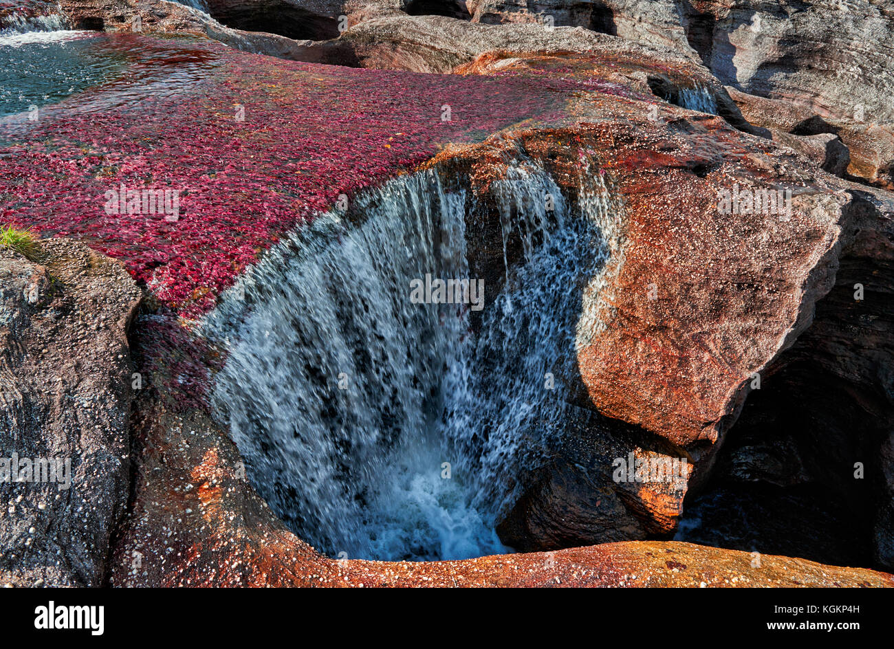 red algae of Cano Cristales called the "River of Five Colors" or the ...