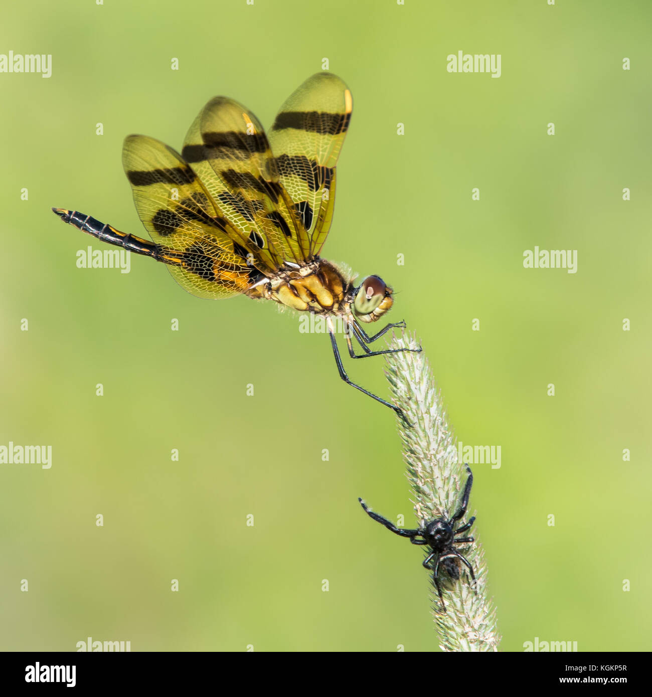 Halloween Pennant Dragonfly Stock Photos & Halloween Pennant Dragonfly ...