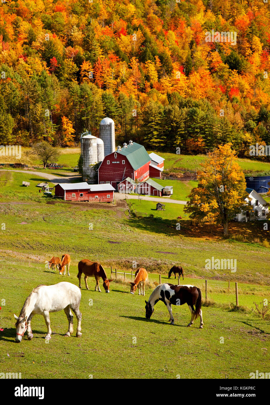 Horses grazing above a farm in autumn near West Barnet, Vermont, USA ...