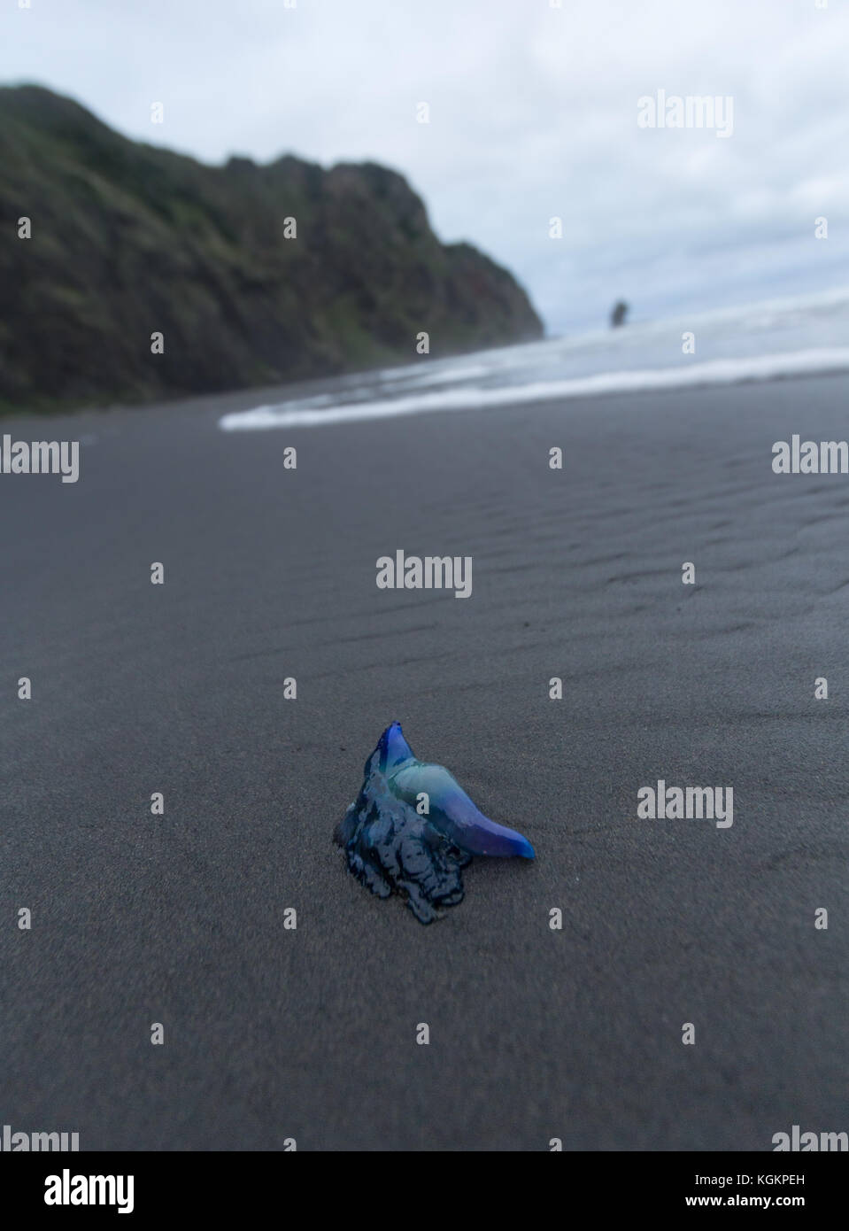 Blue bottle jellyfish hi-res stock photography and images - Alamy