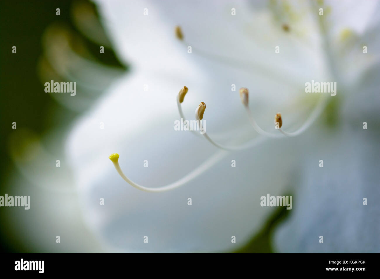 Close-up of azalea flower Stock Photo - Alamy