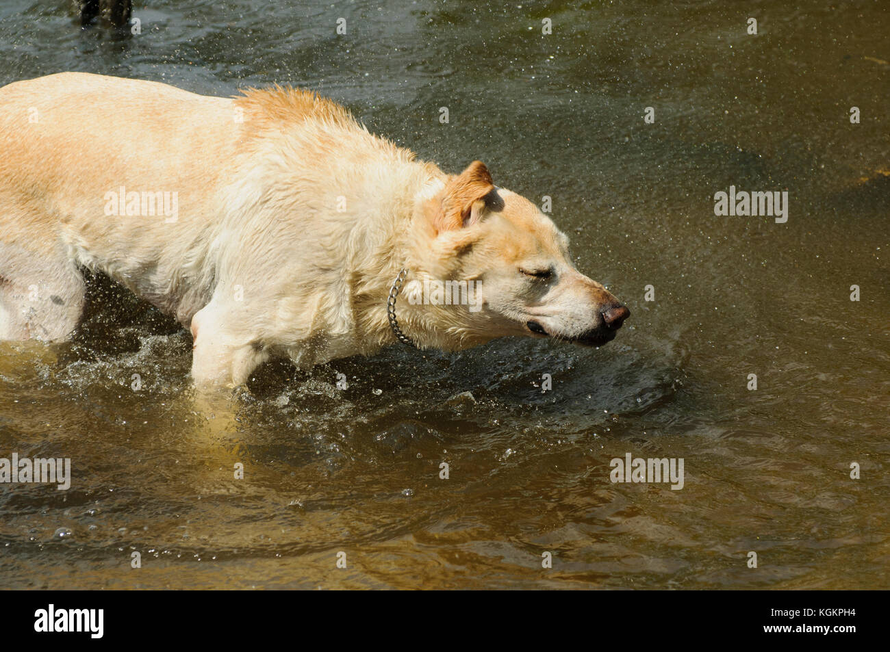 Dog shakes water off from hair Stock Photo - Alamy