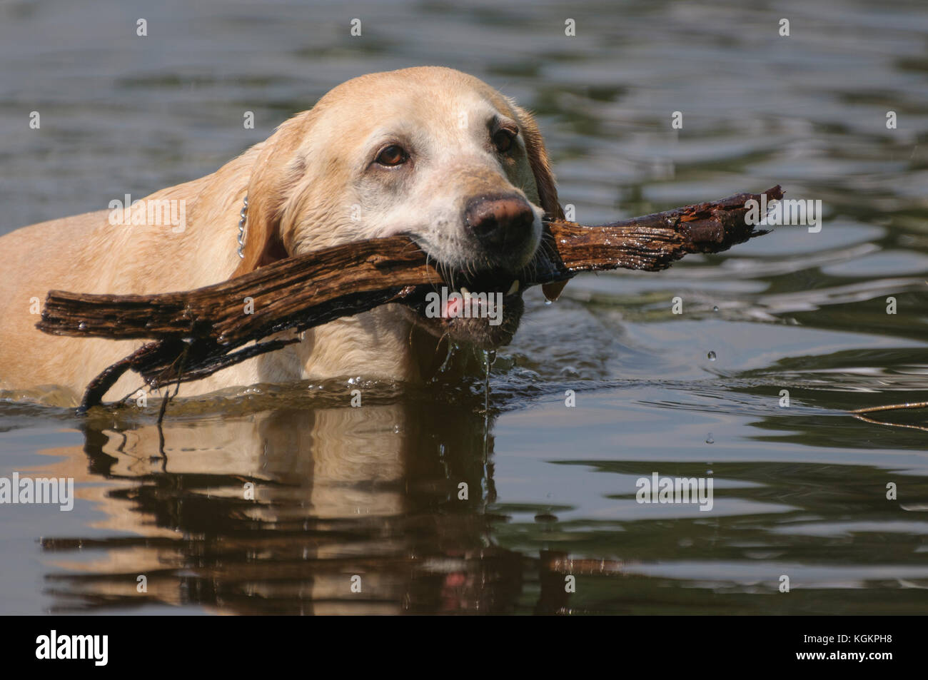 Dog fetching stick in water Stock Photo - Alamy
