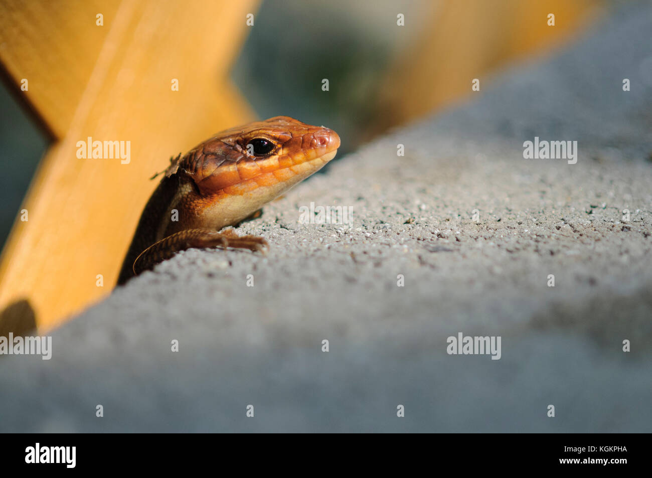A five lined skink emerges from behind a concrete block to catch the ...