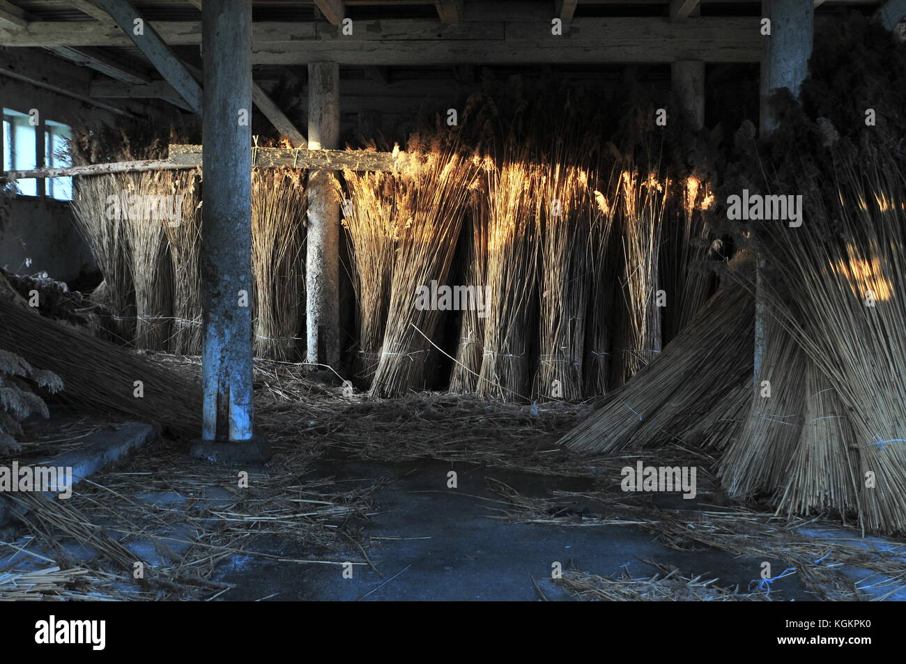 Reeds drying hi-res stock photography and images - Alamy