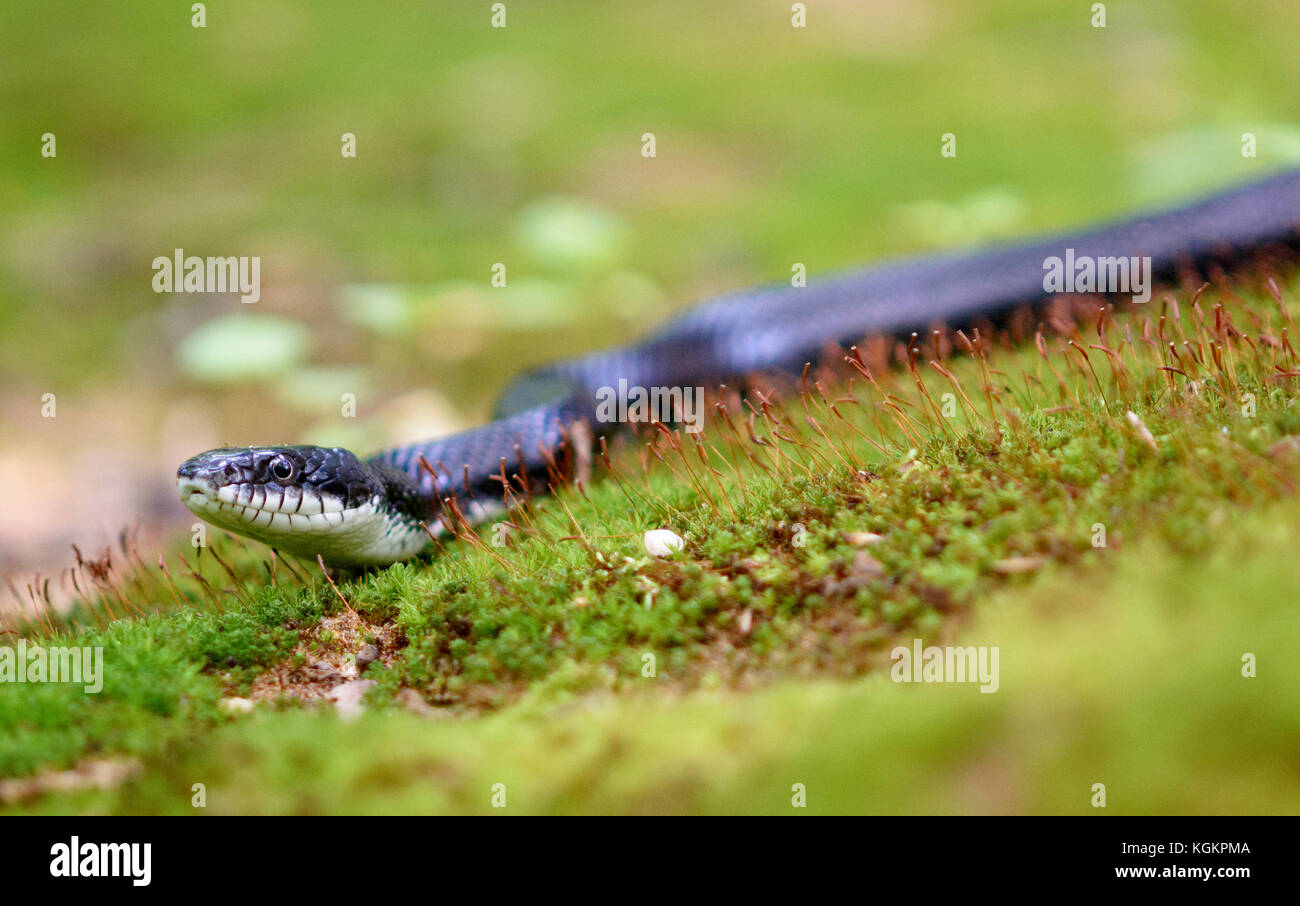 Ratsnake hi-res stock photography and images - Alamy