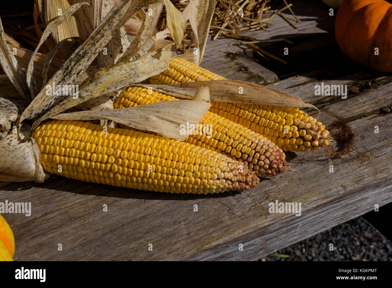 Dried seasonal corn on the cob being sold at a roadside farm stand ...