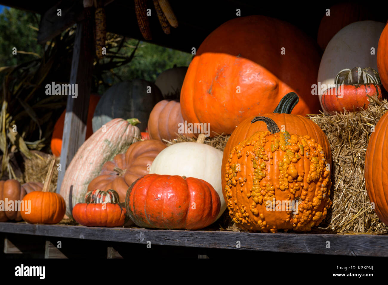 Pumpkins and produce on display at a roadside farm stand Stock Photo ...