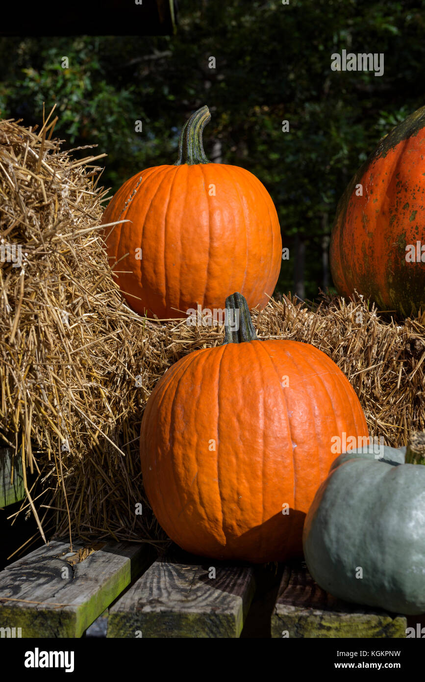 Pumpkins and produce on display at a roadside farm stand Stock Photo ...