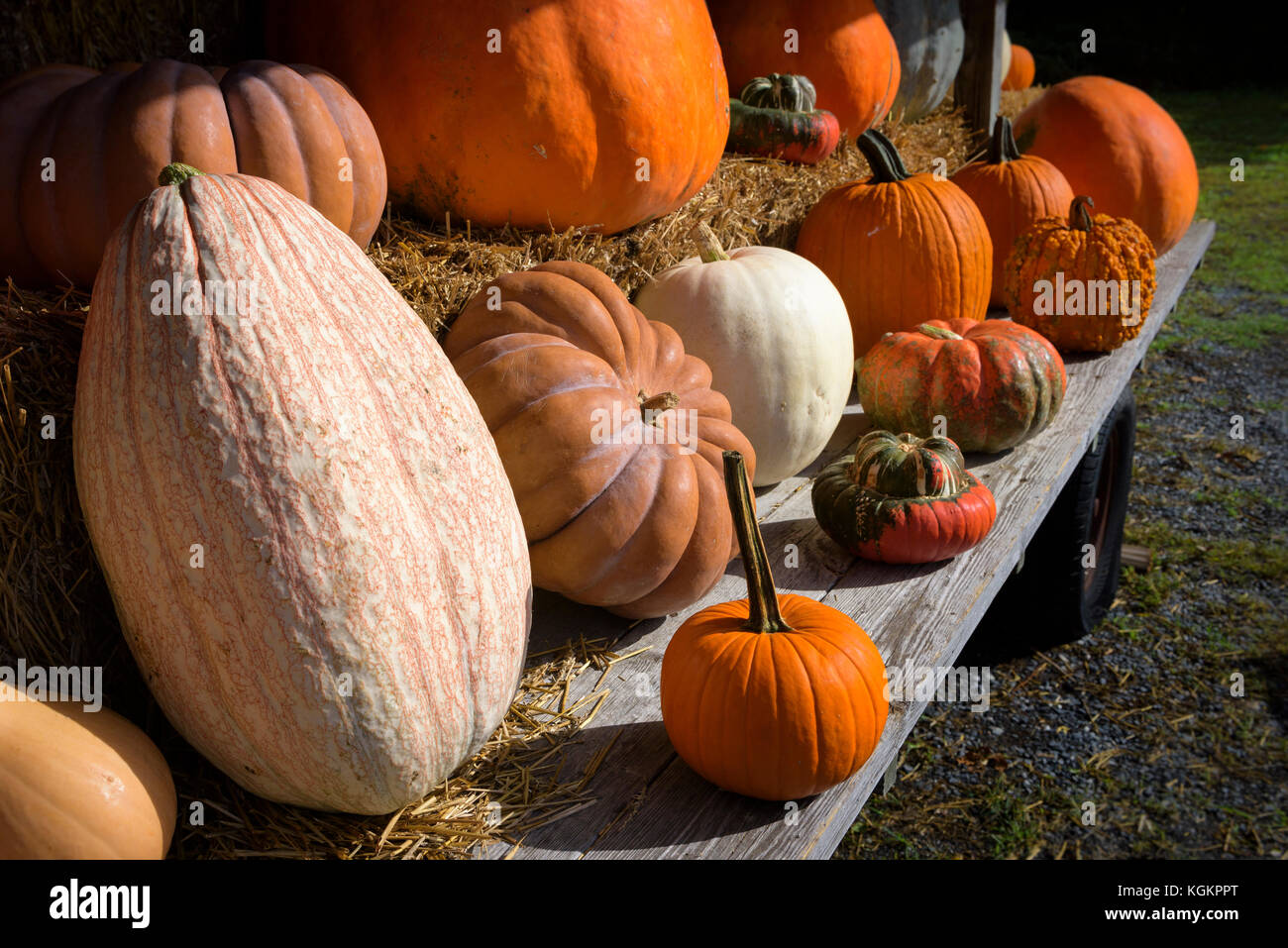 Pumpkins and produce on display at a roadside farm stand Stock Photo ...