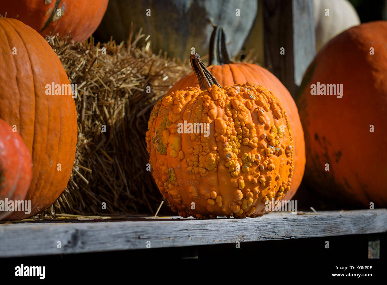 Pumpkins and produce on display at a roadside farm stand Stock Photo ...