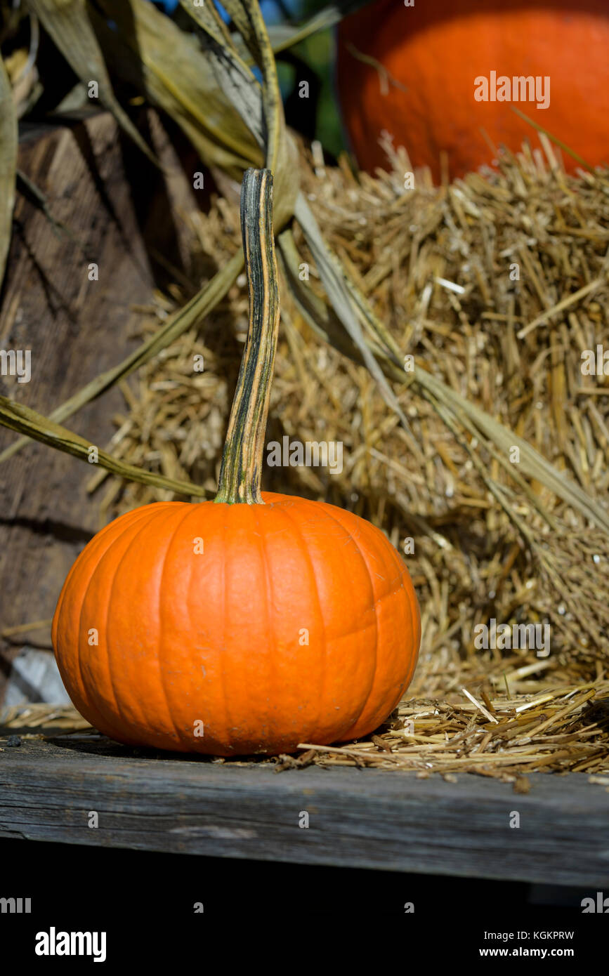 Pumpkins and produce on display at a roadside farm stand Stock Photo ...