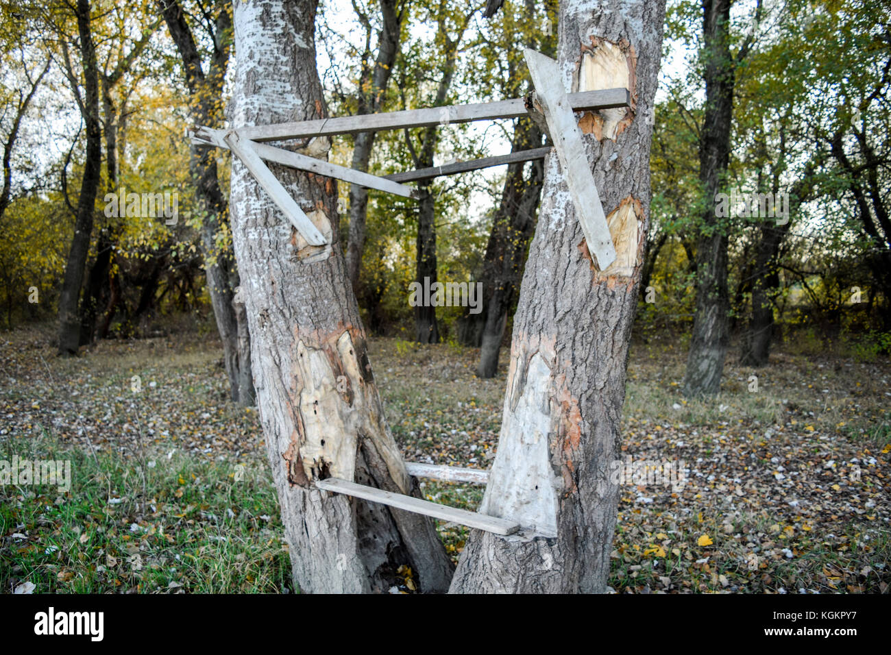 A bench and a canopy. A place to relax in nature. Tour in the woods ...