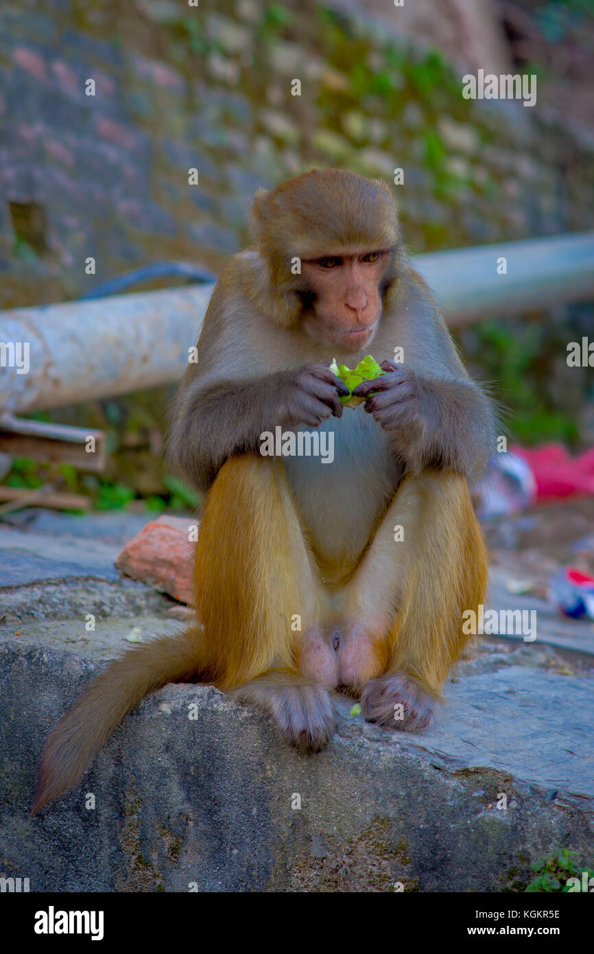 Close up of a monkey eating at Swayambhu Stupa, Monkey Temple ...