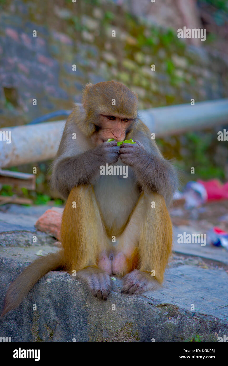 Close up of a monkey eating at Swayambhu Stupa, Monkey Temple ...