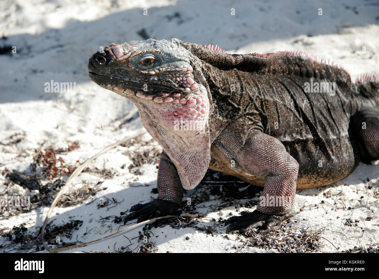 Allens cay iguana hi-res stock photography and images - Alamy
