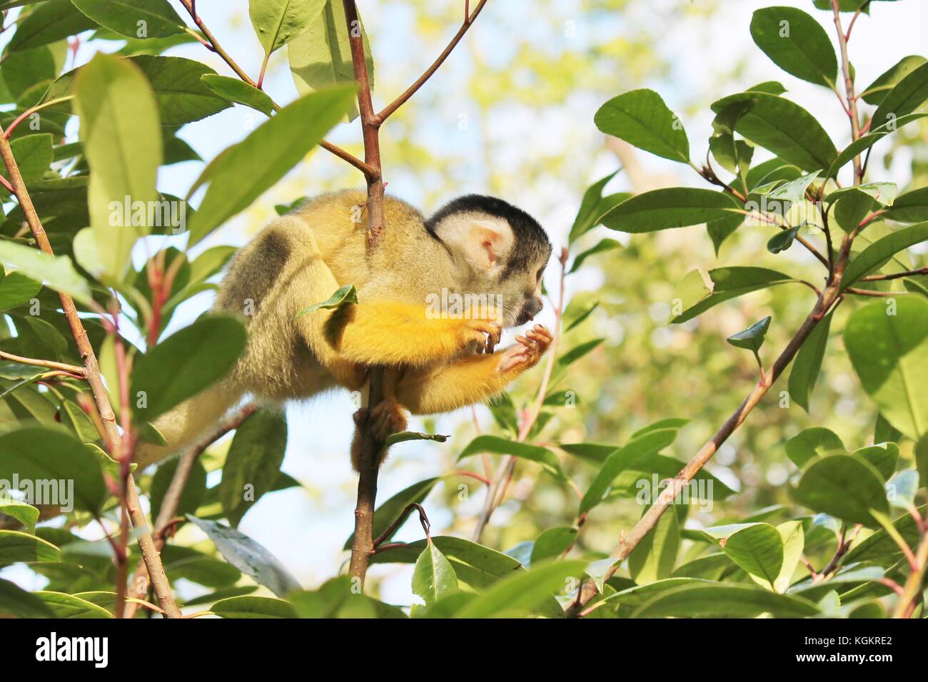 Playful squirrel monkey from brazil climbing in trees Stock Photo - Alamy