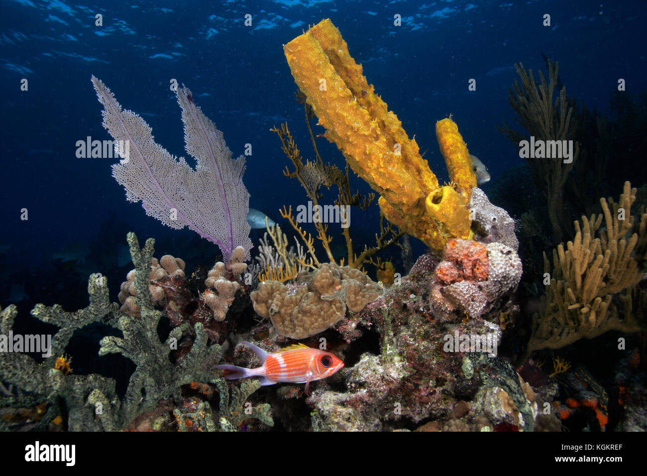 Bahama islands sponge hi-res stock photography and images - Alamy