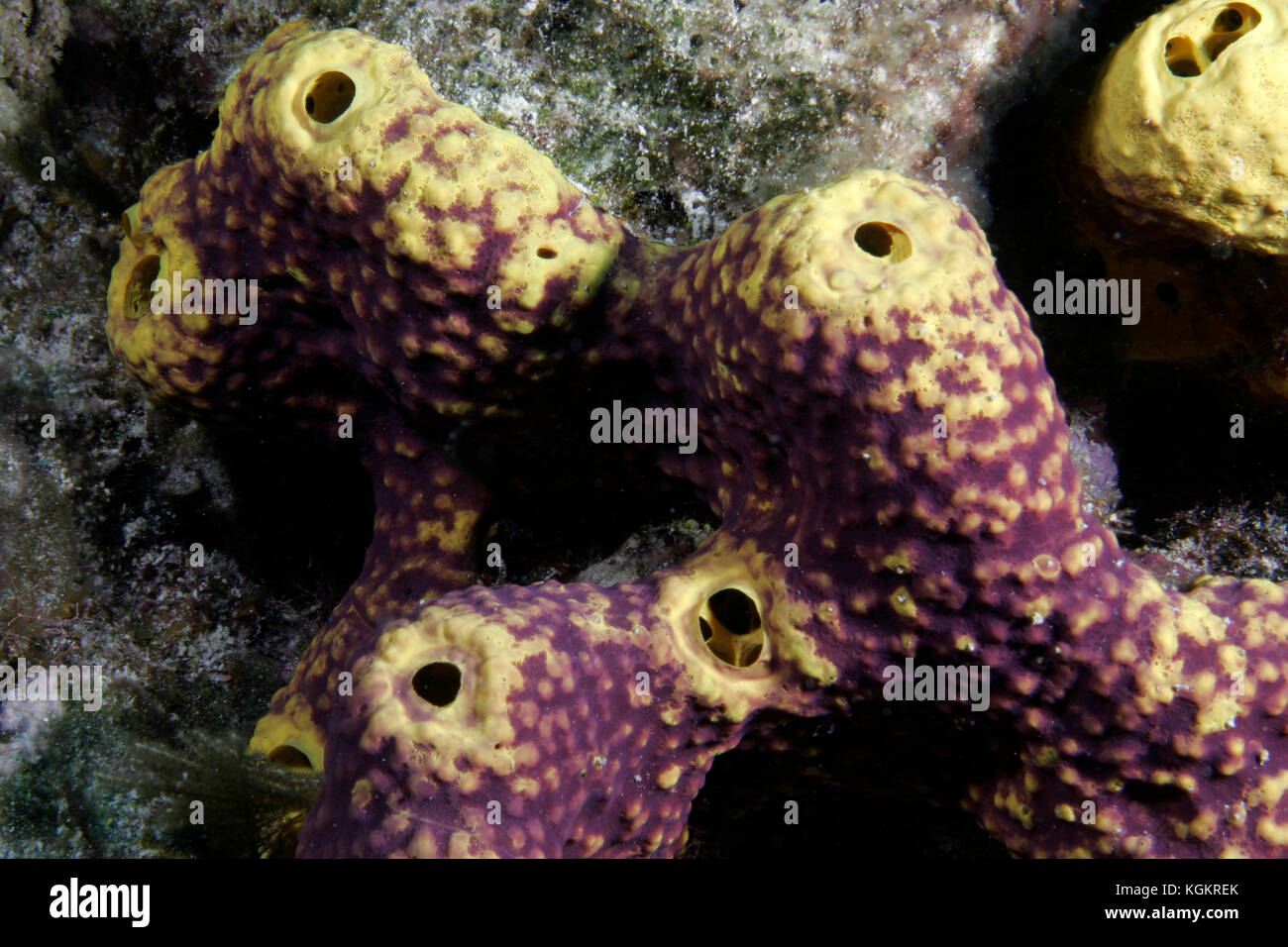 Porifera sponges hi-res stock photography and images - Alamy
