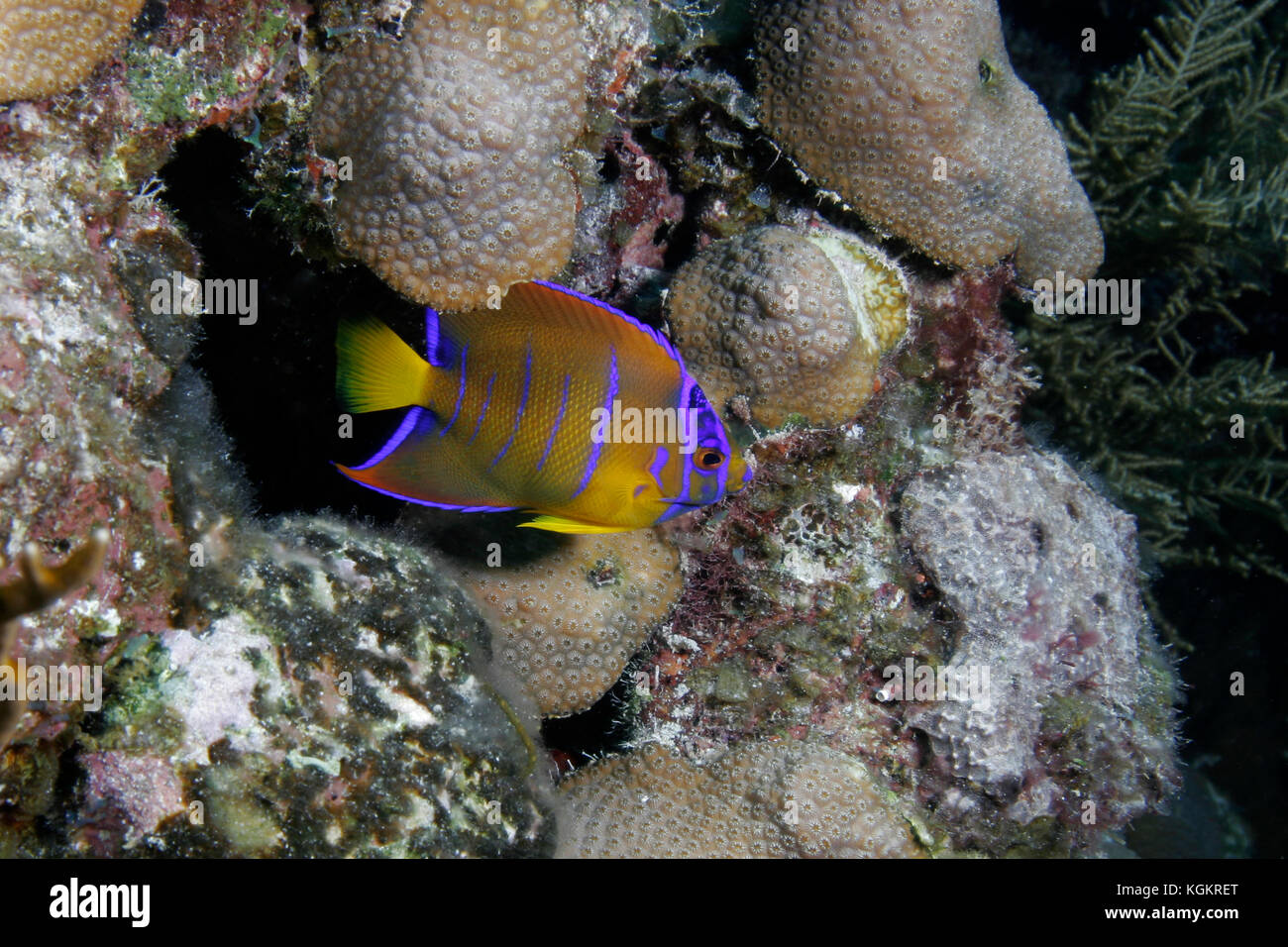 Queen Angelfish, Holacanthus ciliaris, juvenile Stock Photo - Alamy