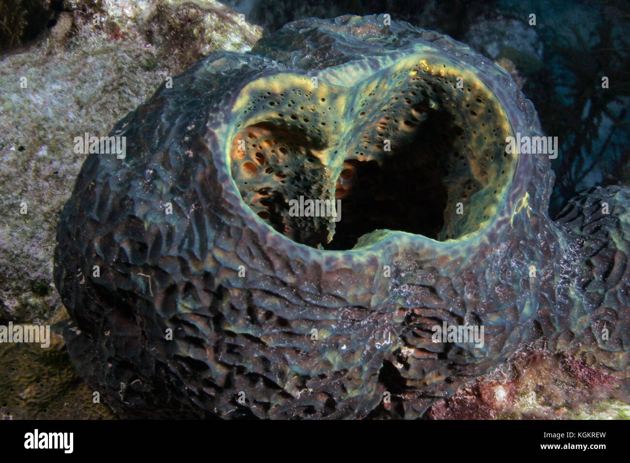 Sponge, Bahama Islands Stock Photo - Alamy