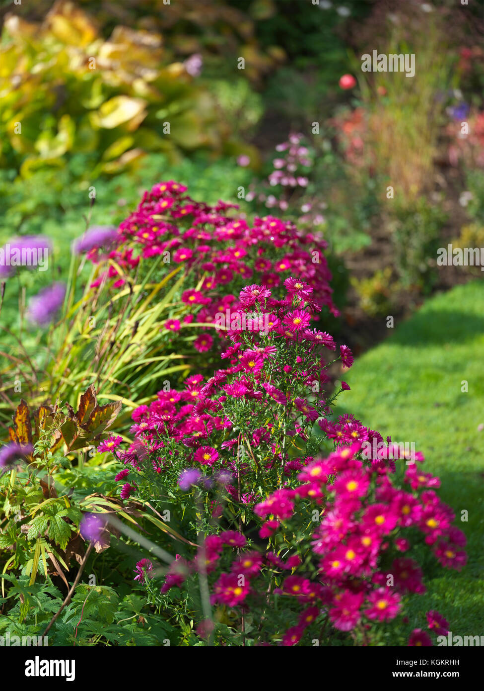 Summer Border