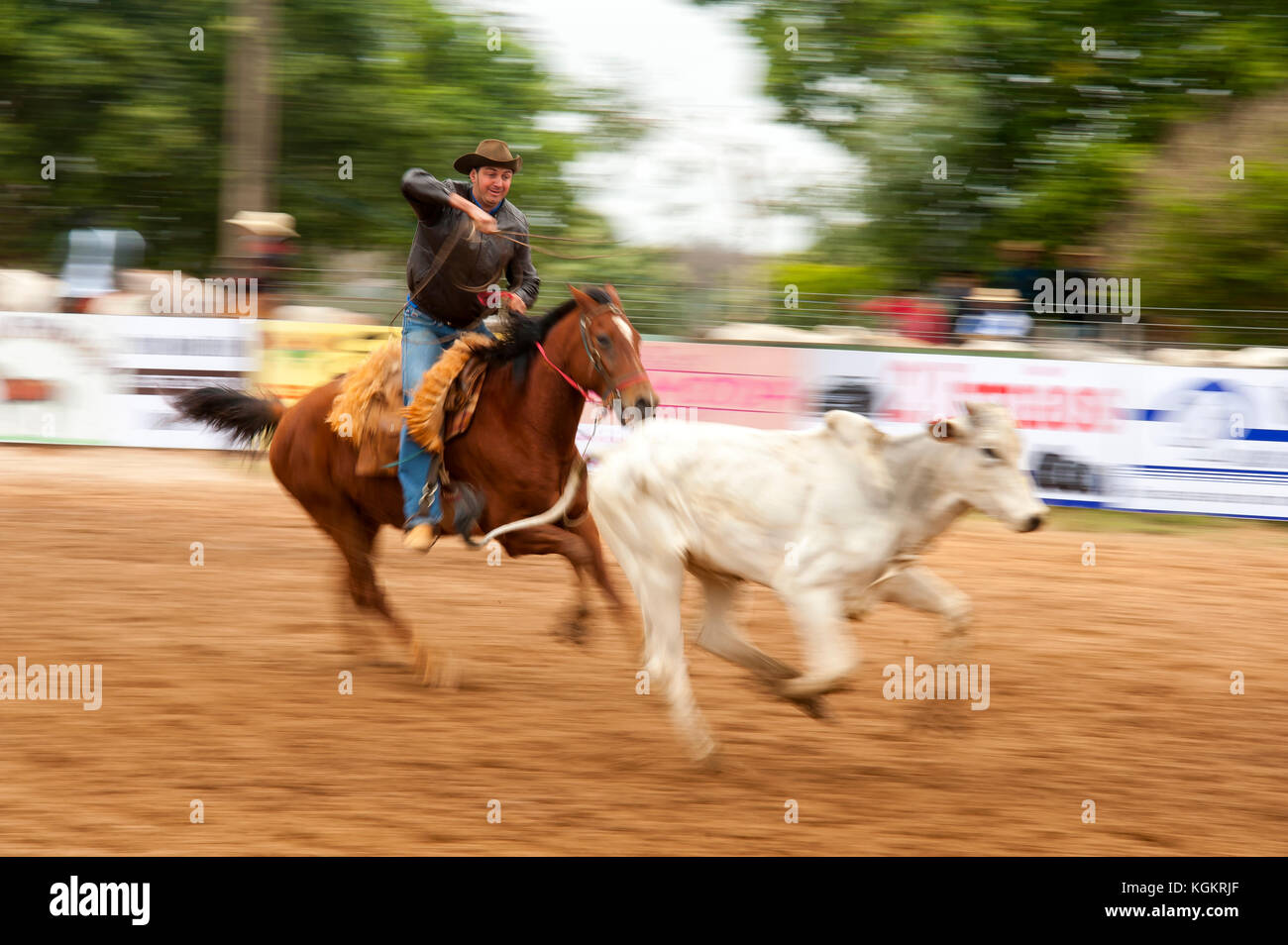 Cowboy in action at a rodeo, a popular pastime in Mato Grosso do Sul ...