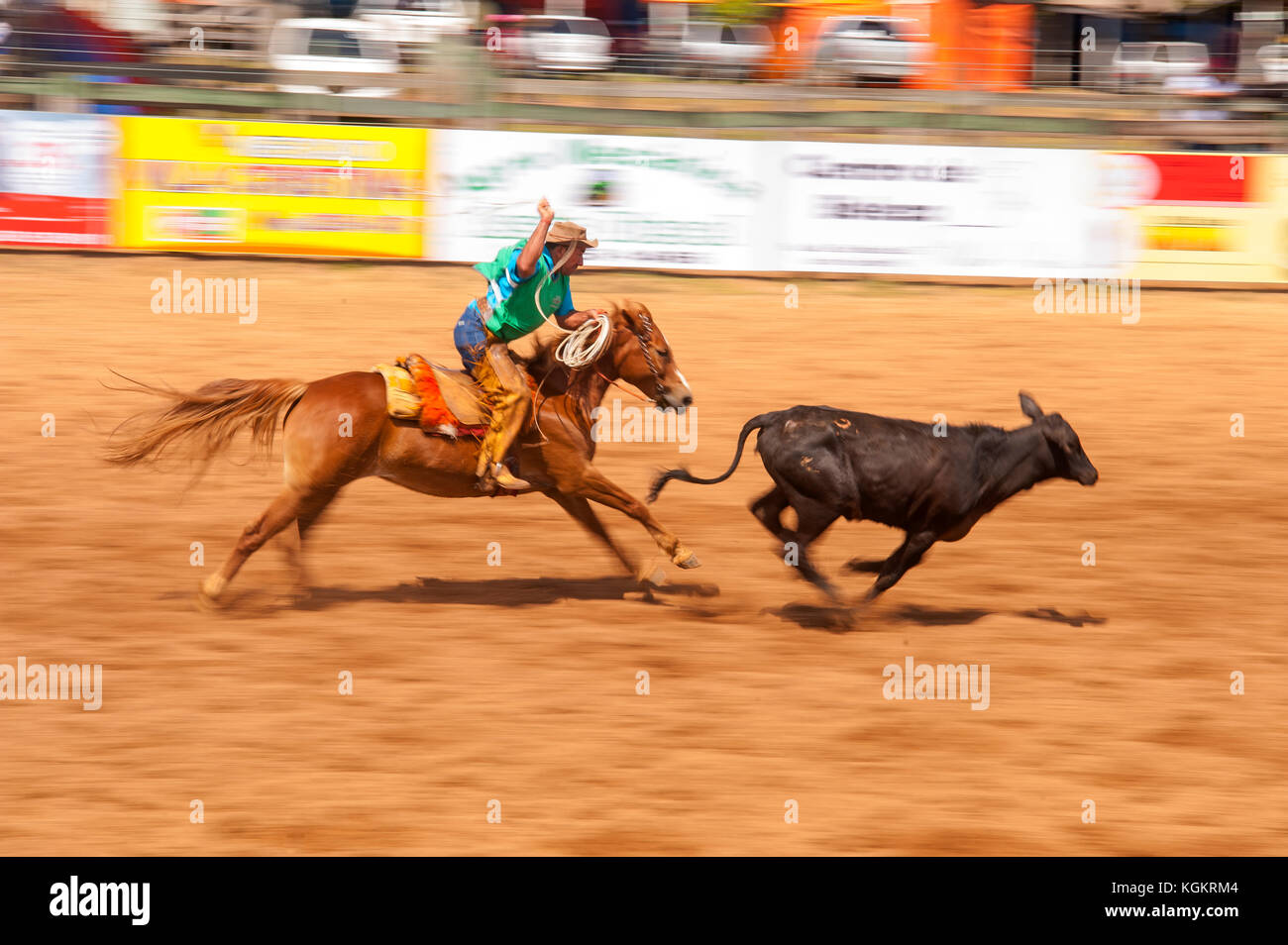 Cowboy in action in a Rodeo, a popular pastime in Mato Grosso do Sul ...