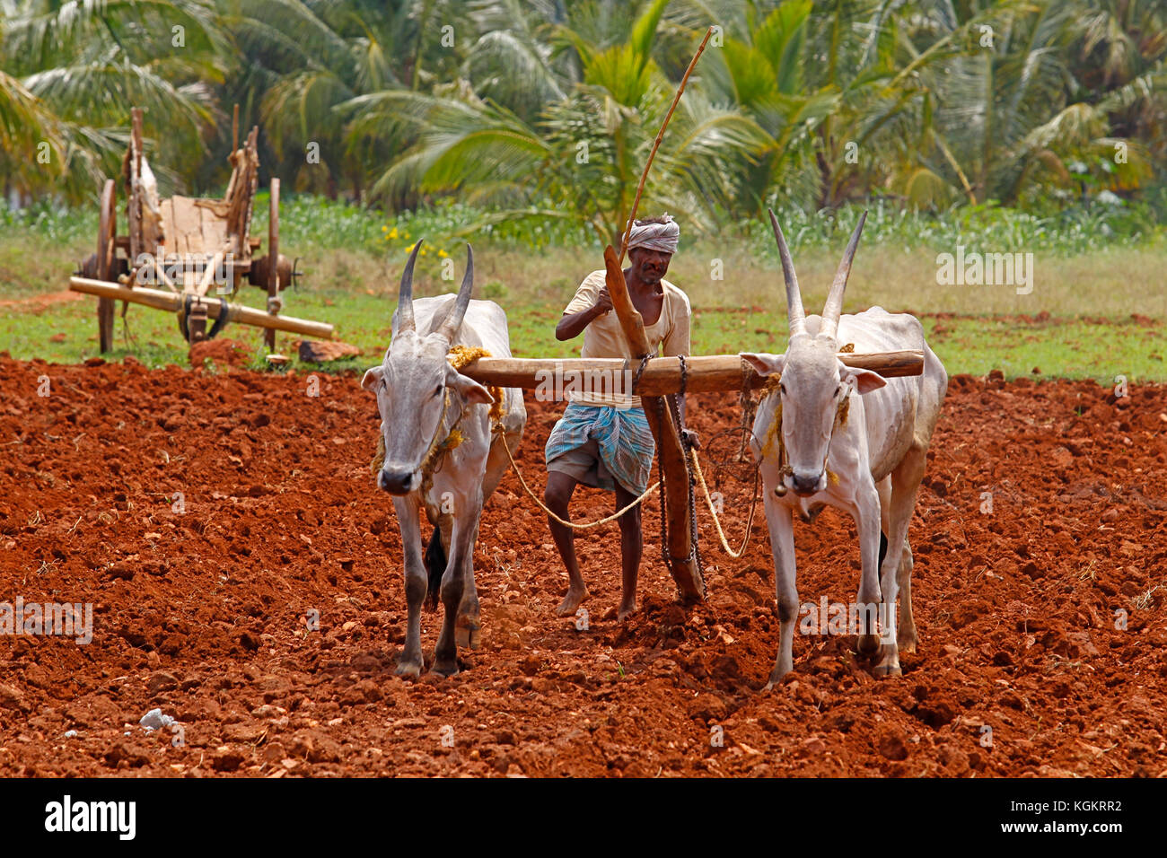 Man ploughing the field with the aid of bullocks, Karnataka, India ...