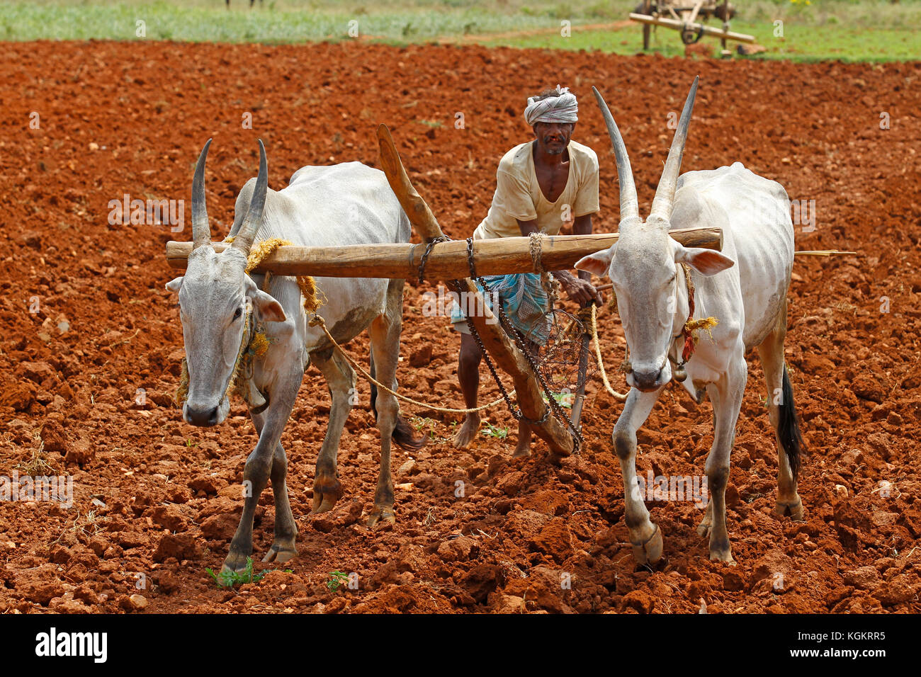 Ploughing With Bullocks Stock Photos & Ploughing With Bullocks Stock ...