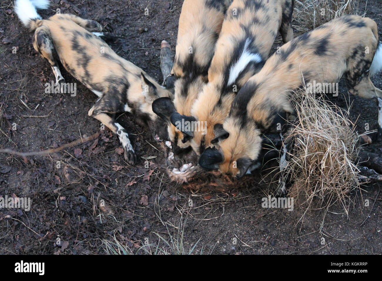 African hunting dog pack eating horse carcas tearing apart (cape ...