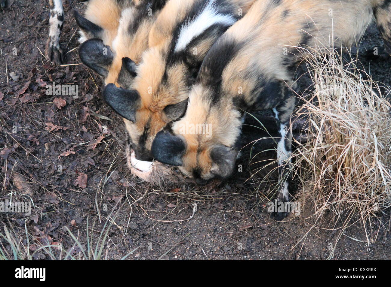 African hunting dog pack eating horse carcas tearing apart (cape ...