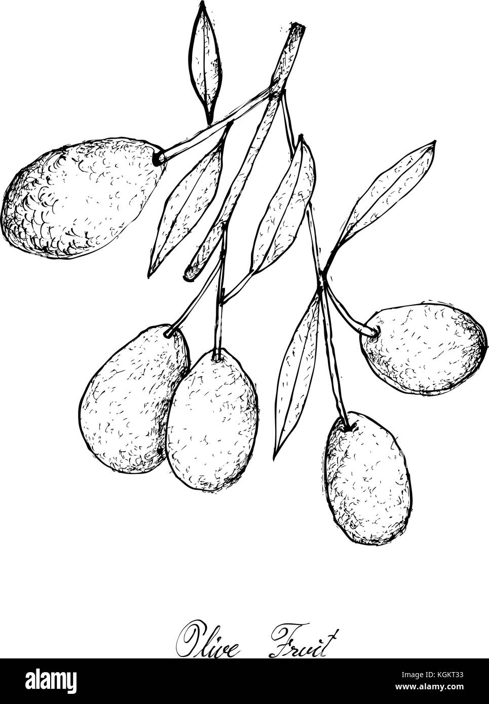 Fruit, Illustration of Hand Drawn Sketch Delicious Fresh Olives and ...