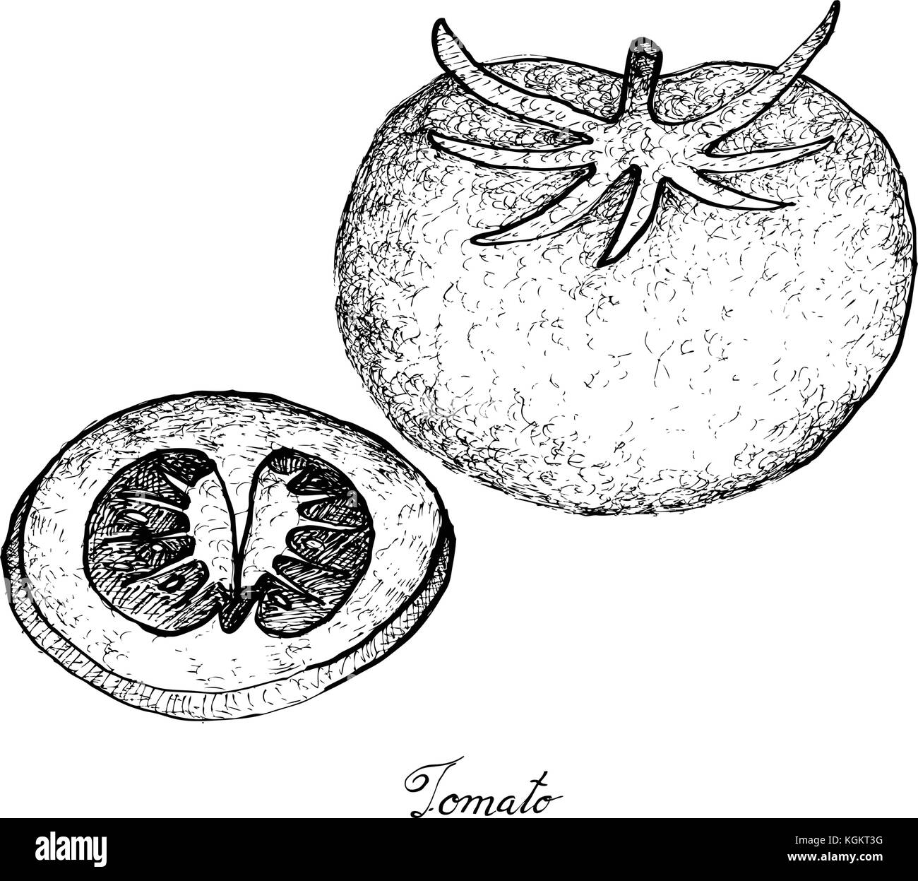 Vegetable, Illustration of Hand Drawn Sketch Delicious Fresh Ripe Red ...