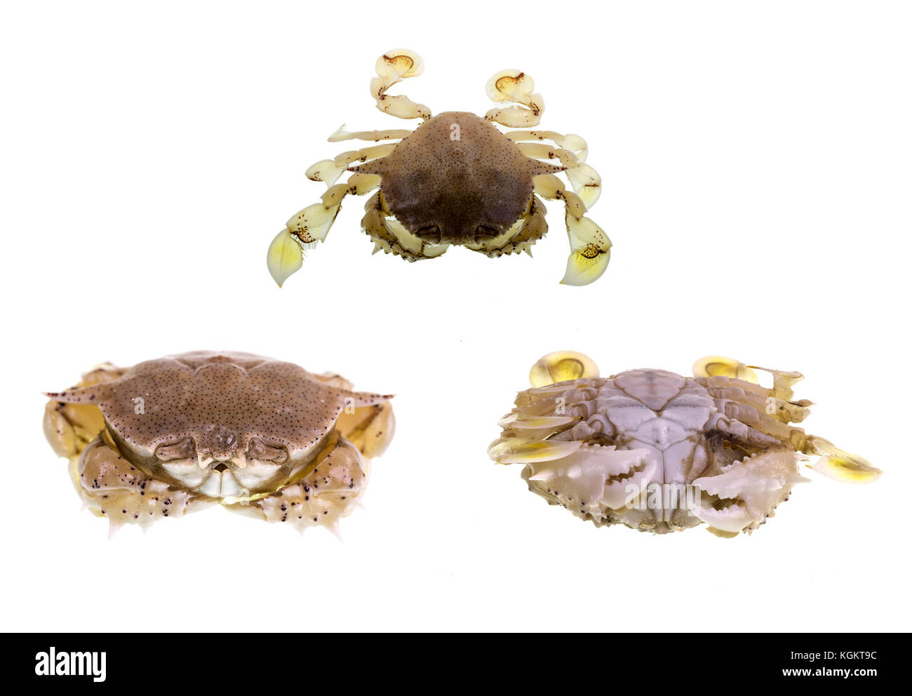 The common moon crab, Matuta victor, is a small benthic tropical crab ...