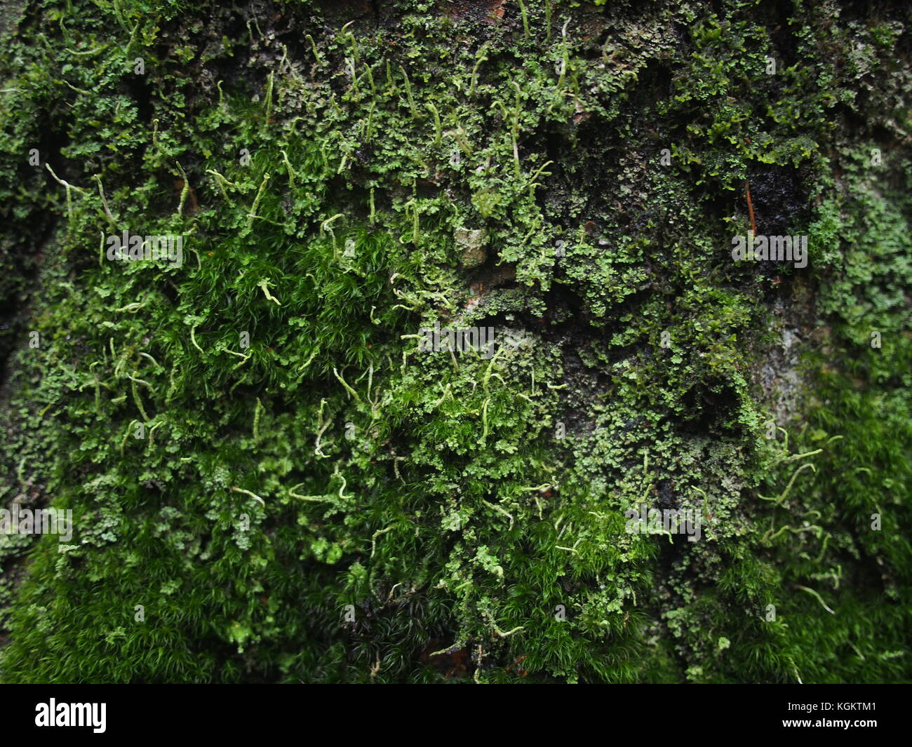 lichen on the bark of a tree Stock Photo - Alamy