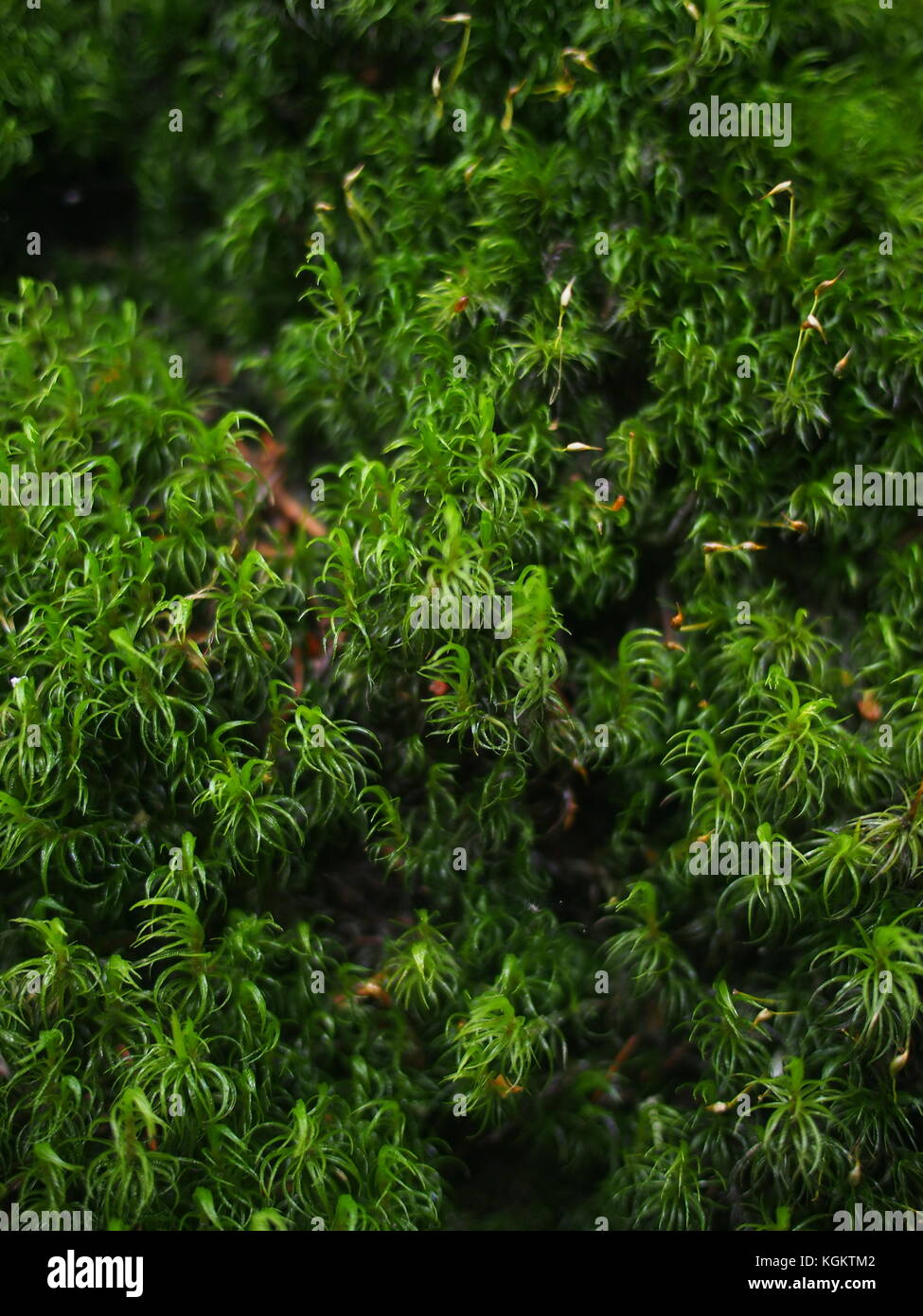 lichen on the bark of a tree Stock Photo - Alamy